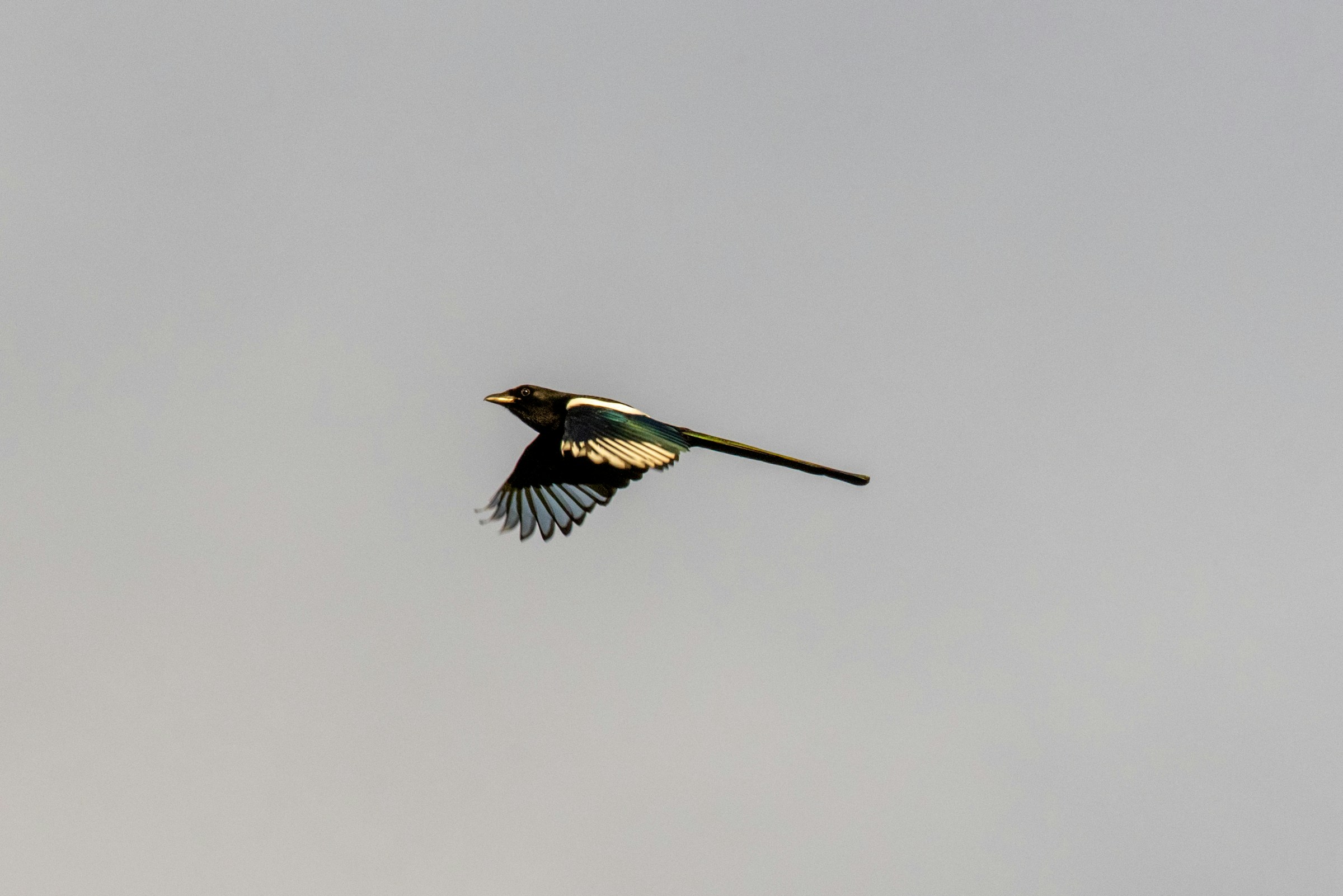 Magpie Poems: An Online Workshop